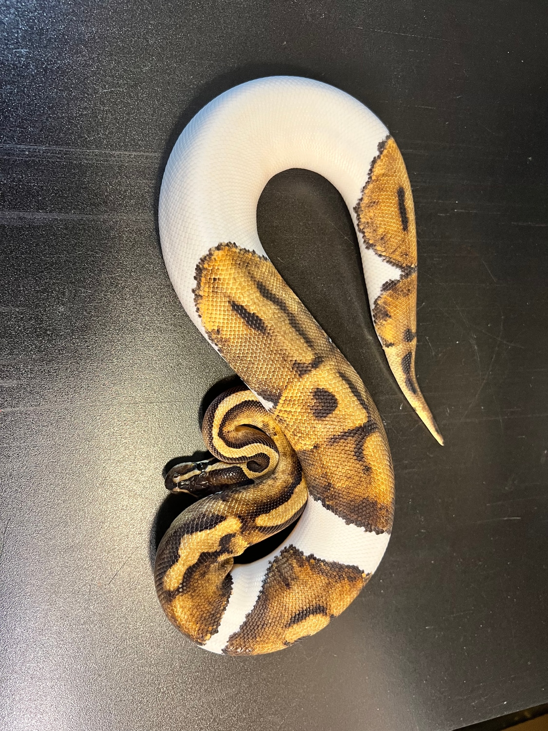 2021 Pied 43 % White Female Ball Python by Ballroom Pythons South ...
