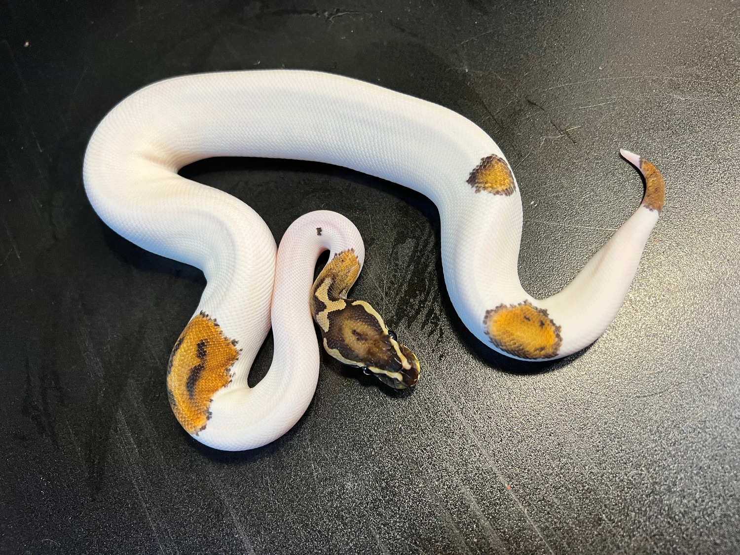 2021 Pied 86 % White Female Ball Python by Ballroom Pythons South - MorphMarket