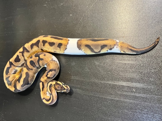 2021 Pied 8 % White Female Twin Ball Python by Ballroom Pythons South