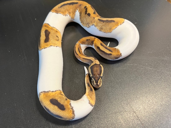 2021 Pied 44 % White Female Ball Python by Ballroom Pythons South