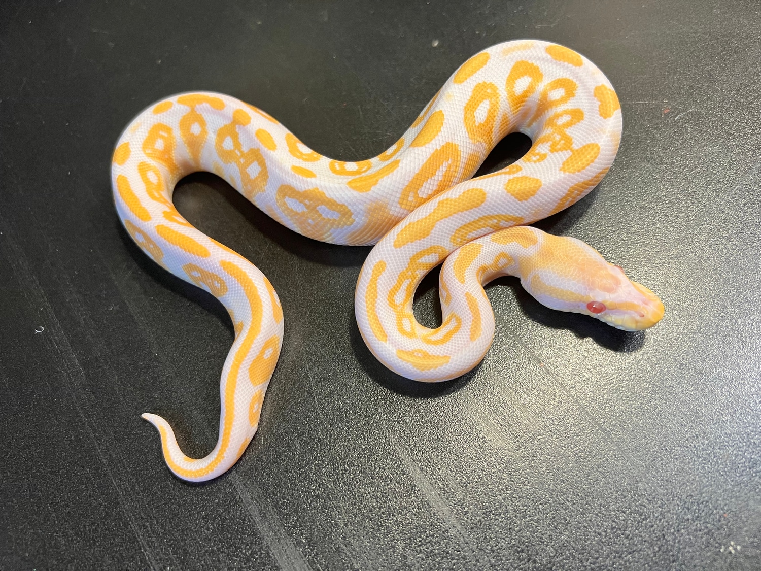 2022 Albino Black Pastel Female Ball Python by Ballroom Pythons South - MorphMarket