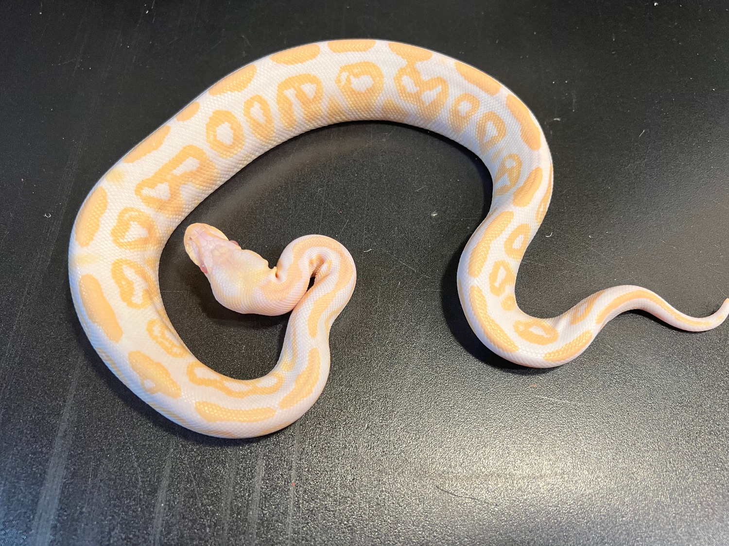 2022 Albino Black Pastel Female Ball Python by Ballroom Pythons South ...