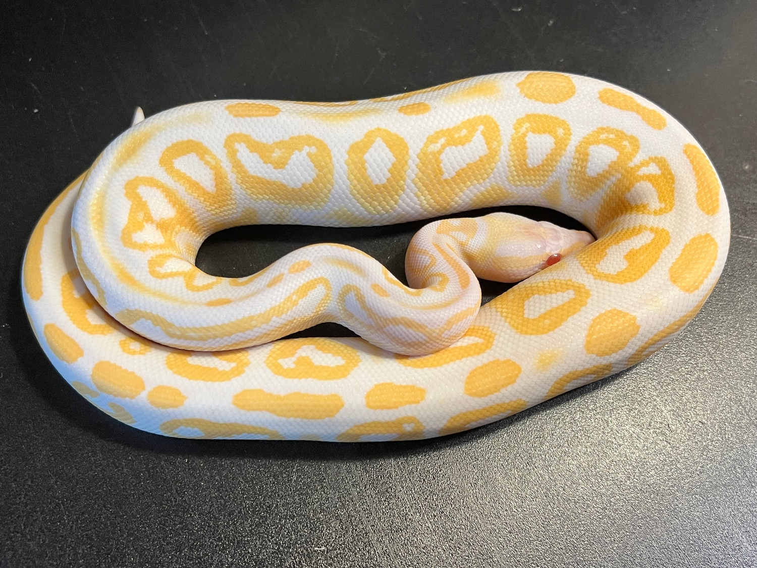 2022 Albino Black Pastel Male Ball Python by Ballroom Pythons South ...
