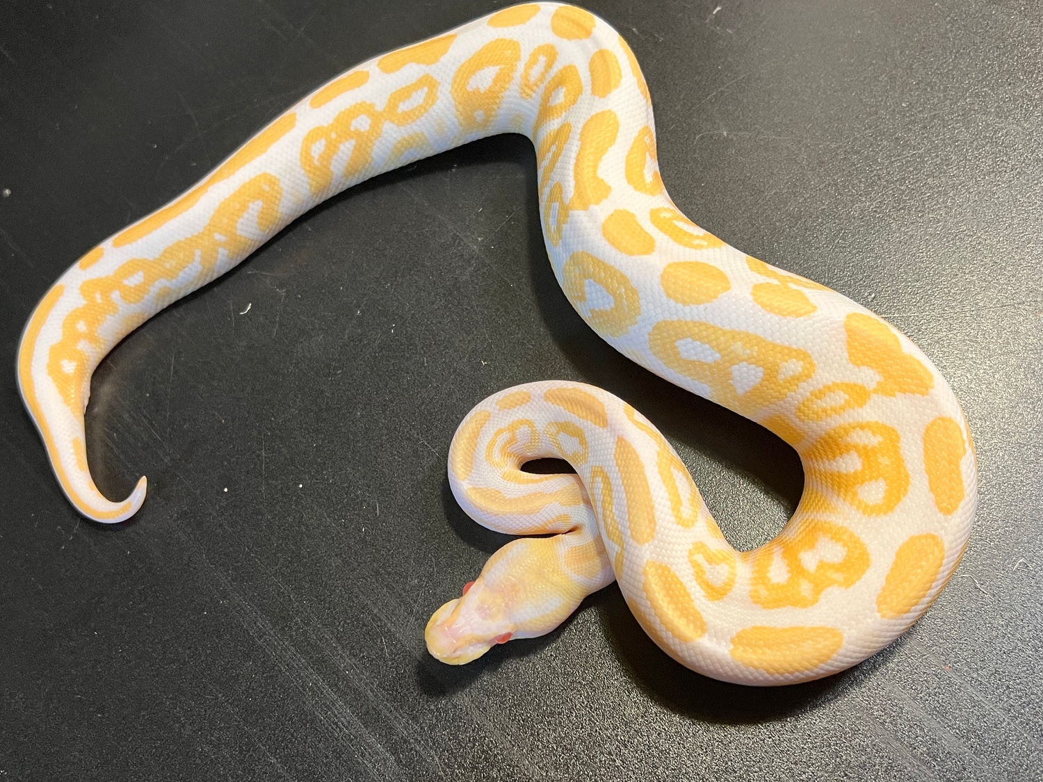 2022 Albino Black Pastel Male Ball Python by Ballroom Pythons South ...