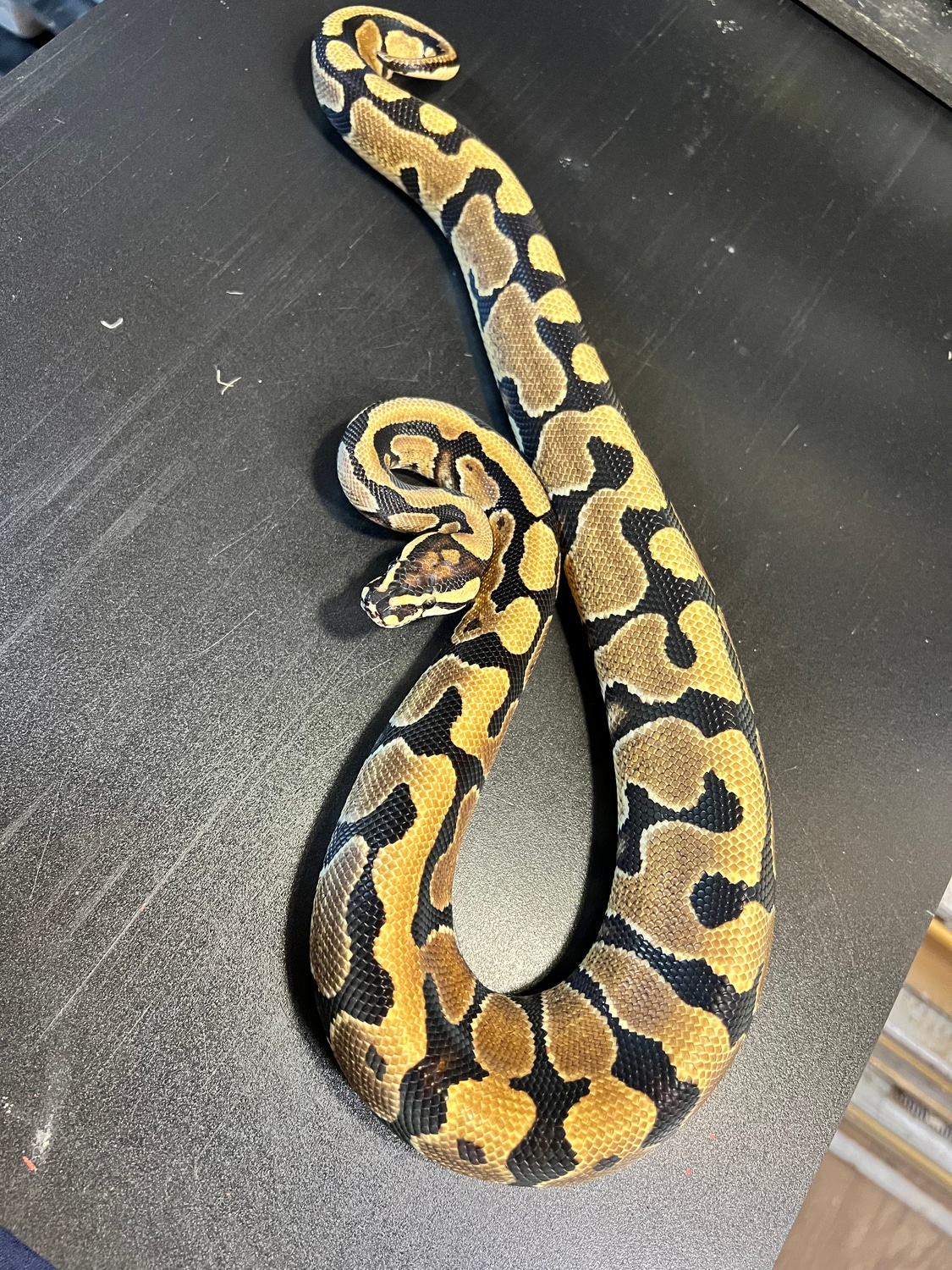 2021 Normal Male Ball Python by Ballroom Pythons South - MorphMarket