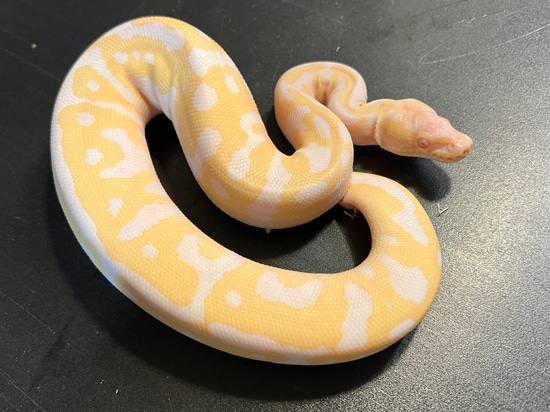 2022 Albino Leopard Female Ball Python by Ballroom Pythons South