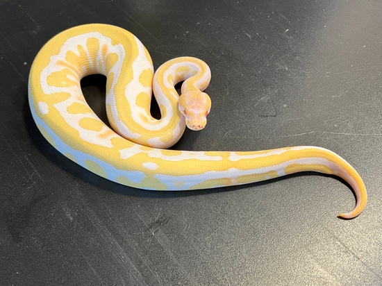 2022 Albino Leopard Bold Stripe Female Ball Python by Ballroom Pythons South