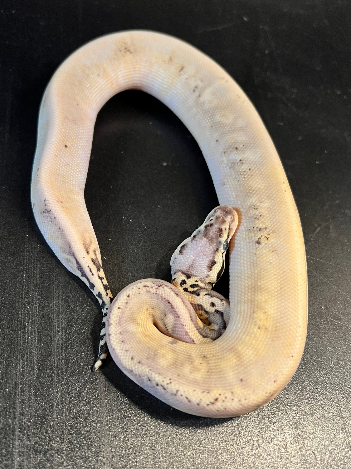 2022 Super Pasel Calico Window Paradox Possible Yellowbelly Het Clown ...