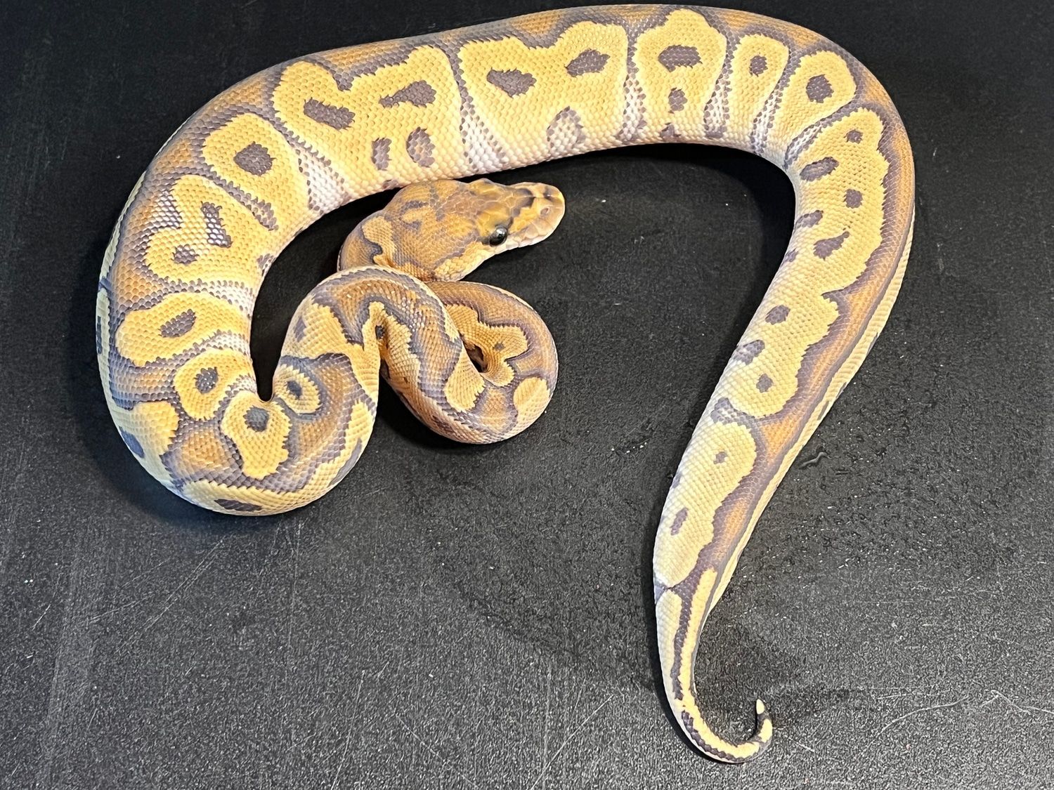 2022 Ghost Clown Female Ball Python by Ballroom Pythons South - MorphMarket