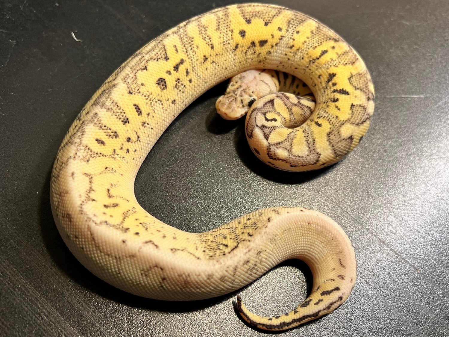 2022 Super Pastel Chimera Yellowbelly Calico Clown Female Ball Python ...