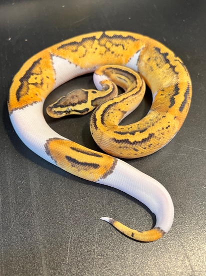 2022 Fancy Pastel Piebald Het Clown 23% White Female Ball Python by ...