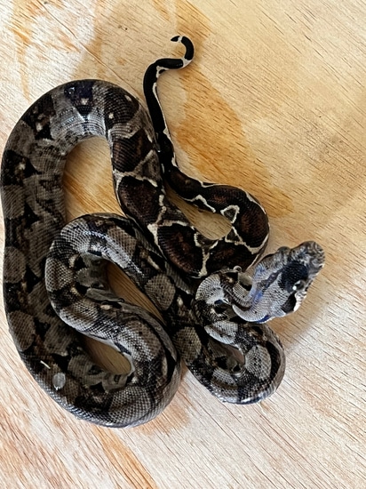 Black Paradox Face Niceragua Redtail Boa Constrictor by Ballroom ...