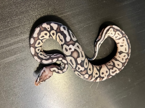 2022 TSK Axanthic Super Pastel Male Ball Python by Ballroom Pythons South