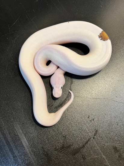 2022 White Head Black Pastel Piebald 90% White Male Ball Python by ...