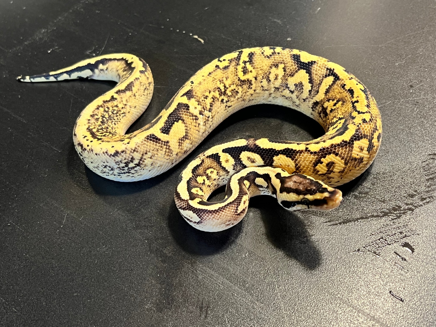 2022 Window Pastel Calico Yellowbelly Het Clown Male Ball Python by ...