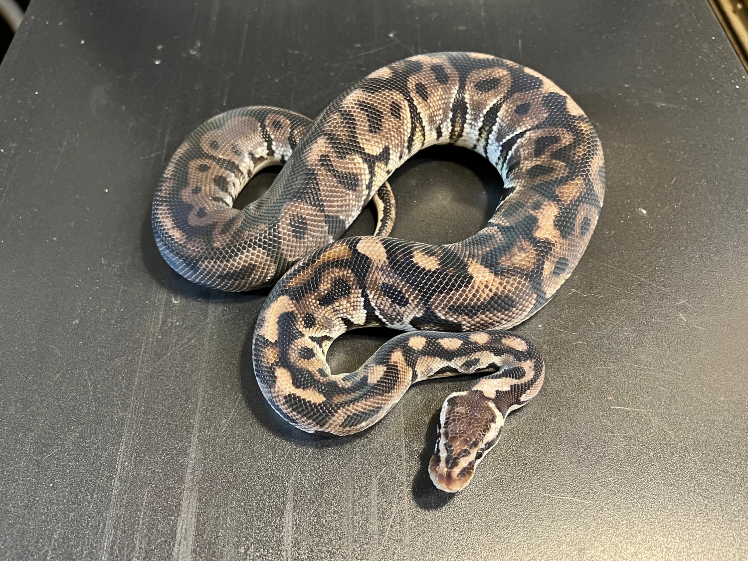 2021 Pastel TSK Axanthic Het Clown Male Ball Python by Ballroom Pythons ...