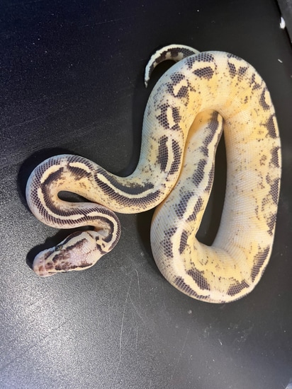 2021 Pastel Freeway Female Ball Python by Ballroom Pythons South