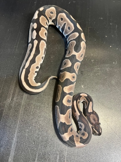 2022 Vpi Axanthic Het Piebald Female Ball Python by Ballroom Pythons South