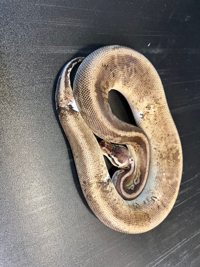 2022 Black Pewter Yellowbelly Poss Calico Female Ball Python by ...