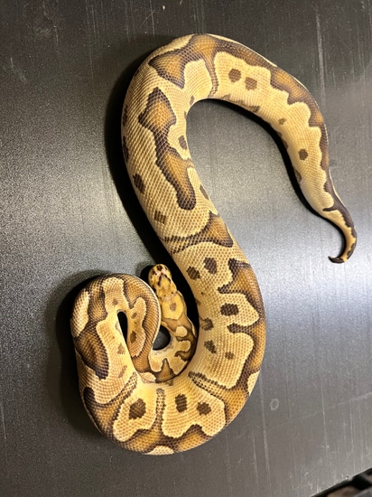 2022 Fire Clown Het Piebald Female Ball Python by Ballroom Pythons South