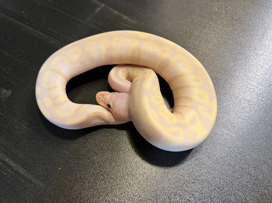 Super Banana Male Ball Python by Ballroom Pythons South