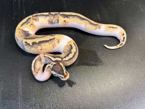 Firefly Piebald 25% White Female Ball Python by Ballroom Pythons South