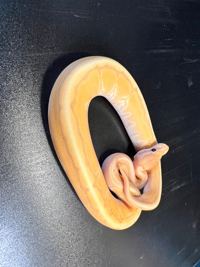Banana Pinstripe Plus Od?? WOW Female Ball Python by Ballroom Pythons South