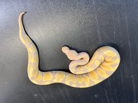 Candino Male Ball Python by Ballroom Pythons South