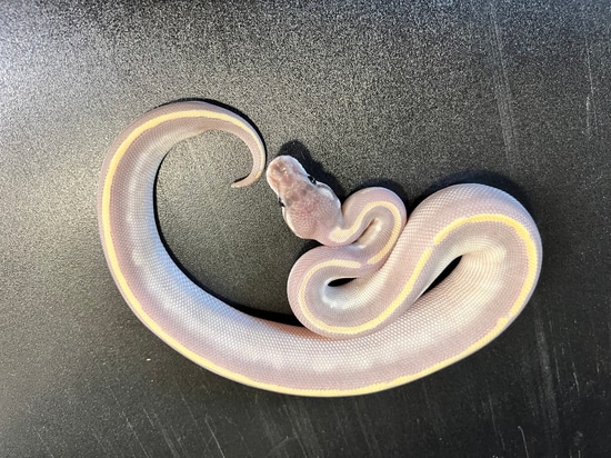 Mystic Potion Het Clown 66% Het Albino Female Ball Python by Ballroom ...