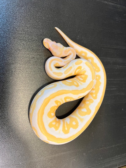 Albino Black Pastel Striped Male Ball Python by Ballroom Pythons South