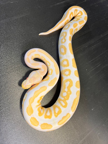 Albino Black Pastel Male Ball Python by Ballroom Pythons South