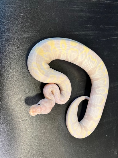 Super Banana Male Ball Python by Ballroom Pythons South