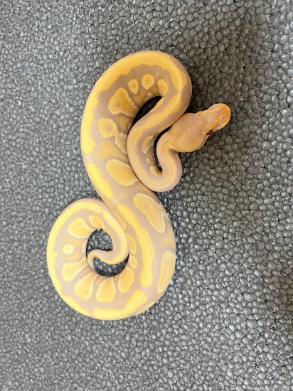 Candino Female Ball Python by Ballroom Pythons South