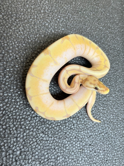 Banana Spider Female Ball Python by Ballroom Pythons South