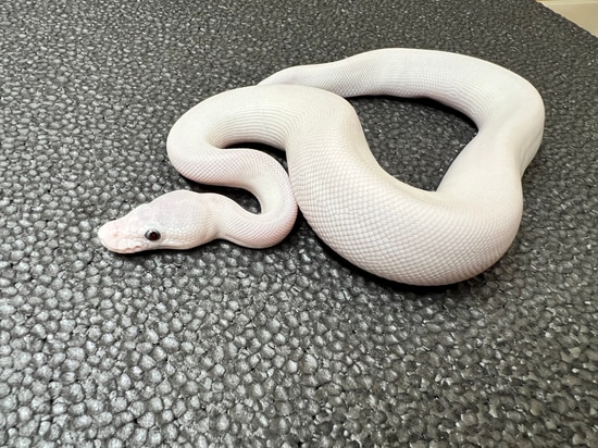 BEL Male Ball Python by Ballroom Pythons South