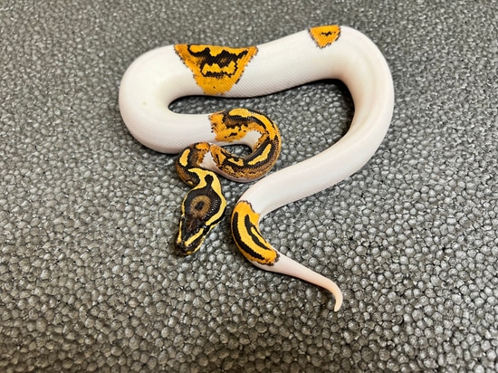 Pied Yellowbelly 75% White Female Ball Python by Ballroom Pythons South