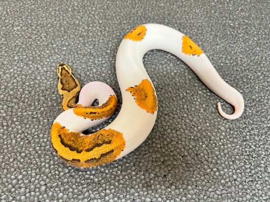 Pied Pinstripe Orange Dream Or Yellowbelly 60% White Female Ball Python ...