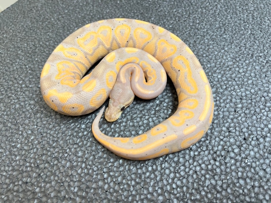 Banana Cinnamon Female Ball Python by Ballroom Pythons South