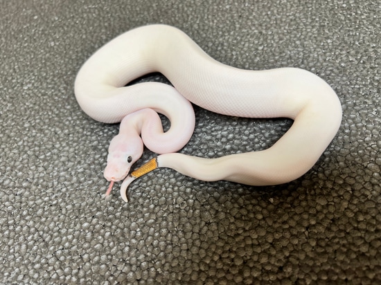 Black Eyed 98% White Pinto Piebald Female Ball Python by Ballroom ...
