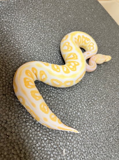 Albino Black Pastel Female Ball Python by Ballroom Pythons South