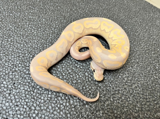 Banana Cinnamon Female Ball Python by Ballroom Pythons South