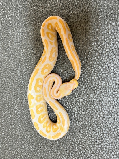 Albino Black Pastel Female Ball Python by Ballroom Pythons South