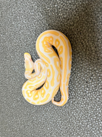 Albino Black Pastel Female Ball Python by Ballroom Pythons South