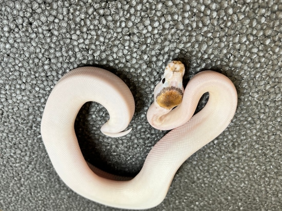 Black Eyed 98% White Pinto Piebald Female Ball Python by Ballroom ...