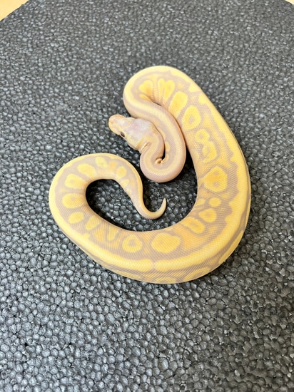 Candino STRIPED Female Ball Python by Ballroom Pythons South