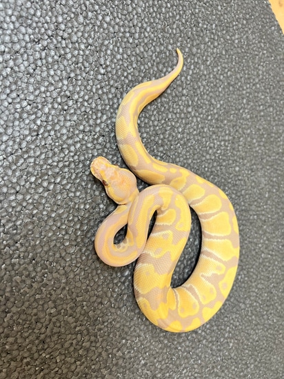 Candino Female Ball Python by Ballroom Pythons South