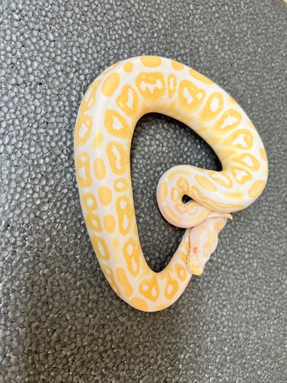 Albino Black Pastel Female Ball Python by Ballroom Pythons South