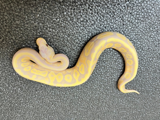 Candino STRIPED Female Ball Python by Ballroom Pythons South