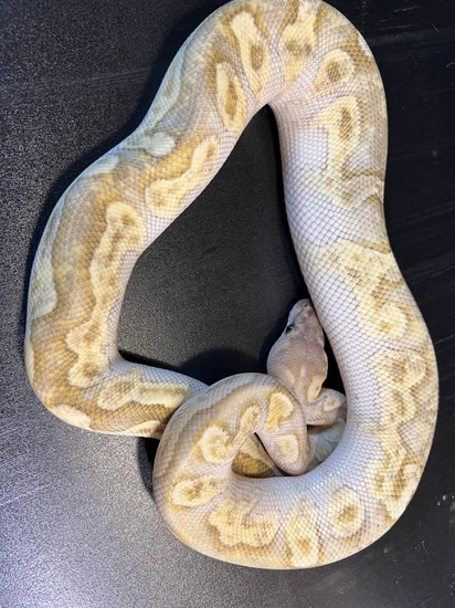 2022 GHI Butter Clown Male Ball Python by Ballroom Pythons South