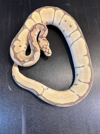2022 Honey Bee ( Spider Hypo ) Clown Male Ball Python by Ballroom ...